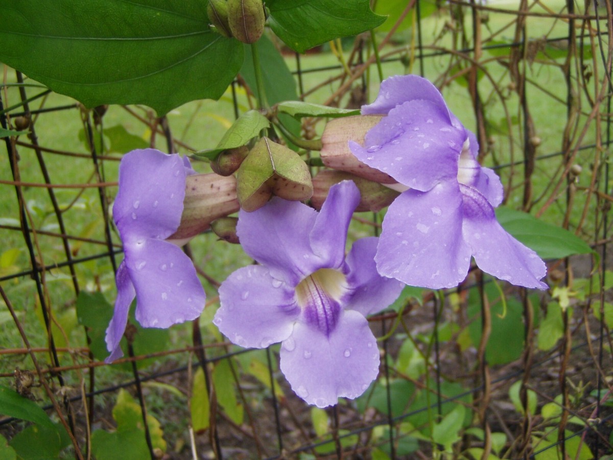 Thunbergia Grandiflora Seeds