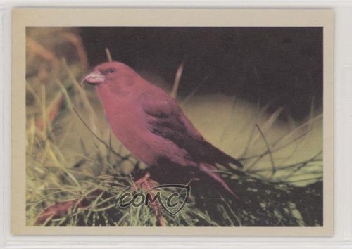 1958 Oak Manufacturing Birds Vending Machine Sierra Red Crossbill (M ...