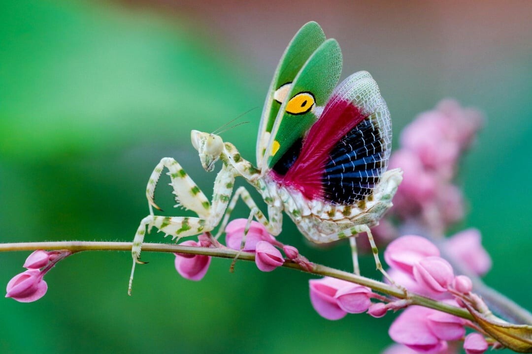 Indian Flower Mantis L3/L4 Jewelled Flower Mantis 7 Day Live