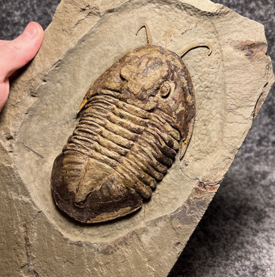 Large Asaphellus sp. Trilobite Fossil with Preserved Antennae – Highly ...