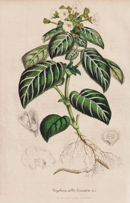 Niphaea Albo-Lineata New Granada Blume Flower Botany Houtte Lithograph ...
