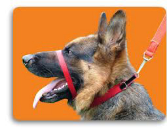 PINK CANNY COLLAR BEST TRAINING COLLAR ON THE MARKET AUTHORISED SELLER ...