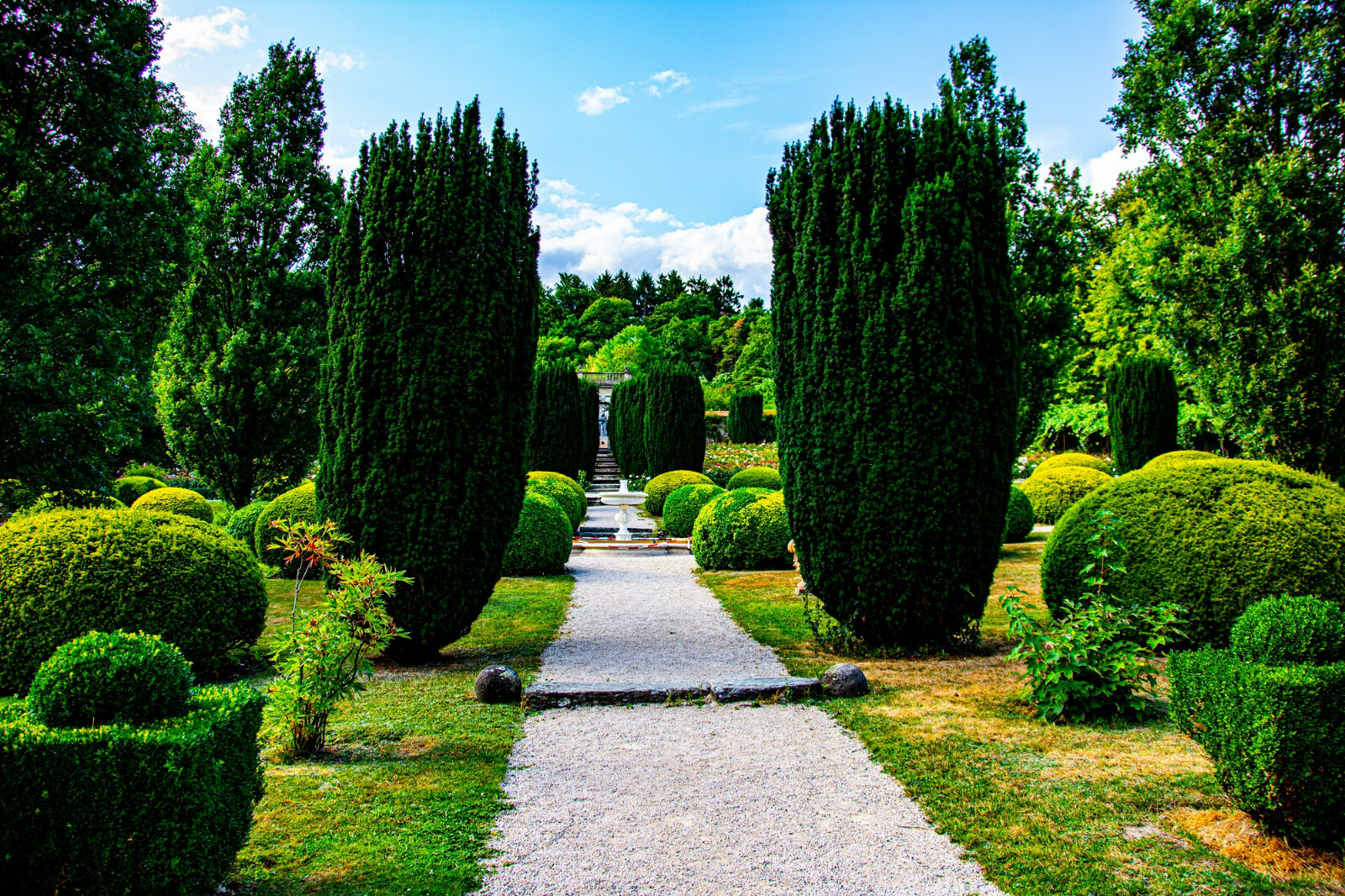 50+ Italian Cypress (Cupressus sempervirens) Cedar Tree Seeds FREE ...