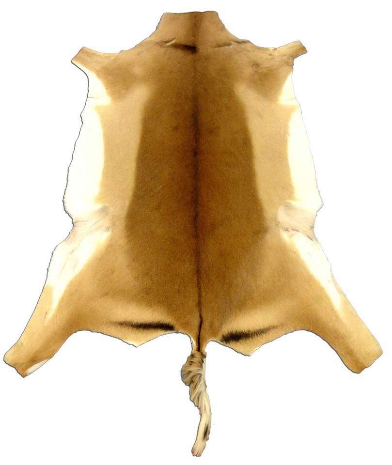 Real Impala Skin - Genuine Impala antelope hide L Approx: Size 40"X30 ...