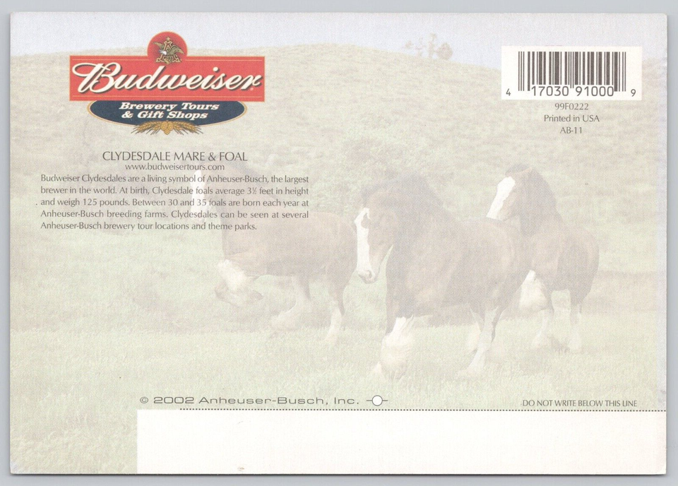 Budweiser Clydesdale Mare Foal Colt Horses Vintage 6x4 Postcard UNP *a9 ...
