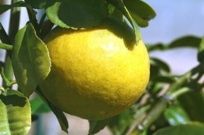 Citrus macroptera SHATKORA or MELANESIAN PAPEDA Tree SEEDS! | eBay