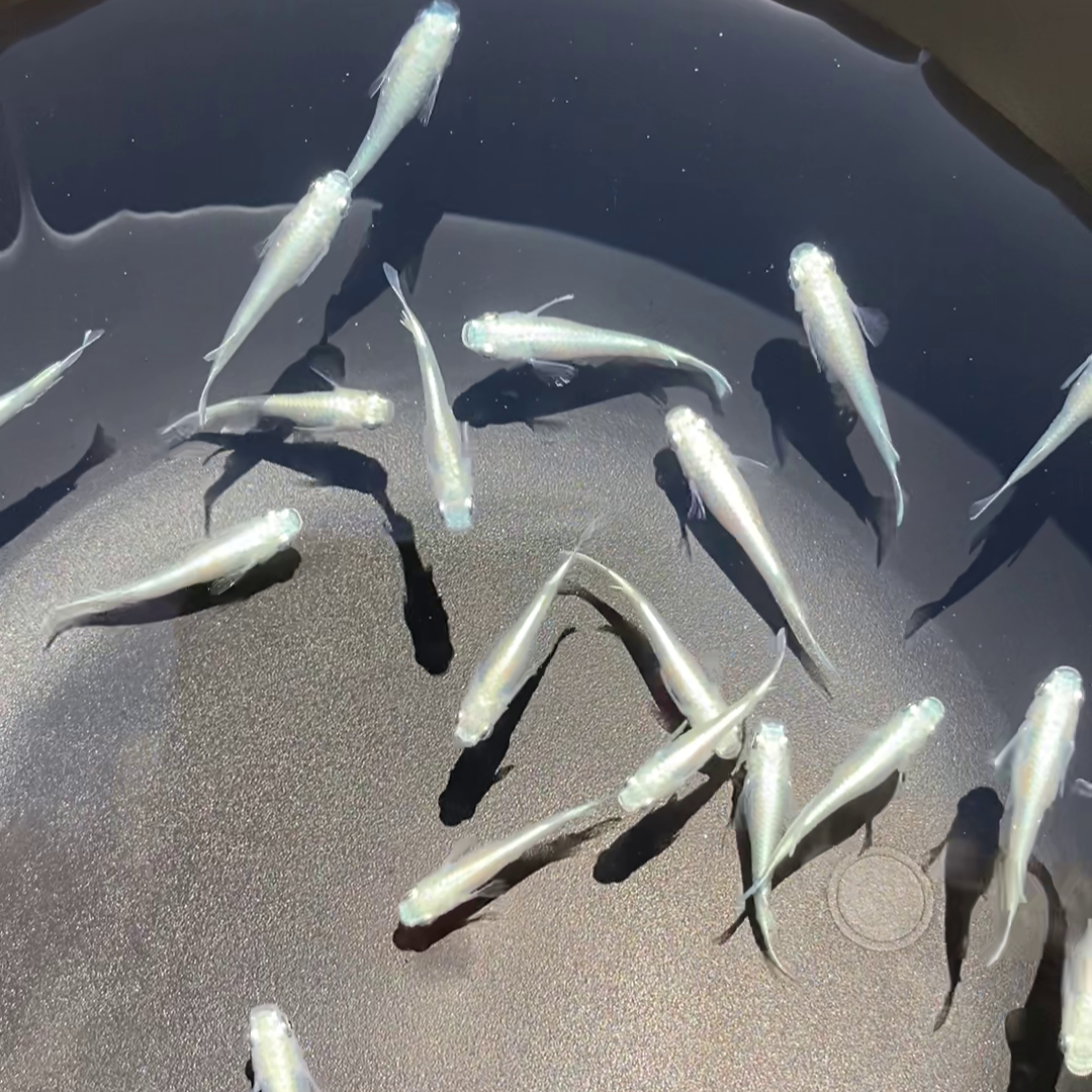 8 Medaka, Platinum Blue Miyuki Japanese Rice Fish, Easy Hardy Aquarium ...