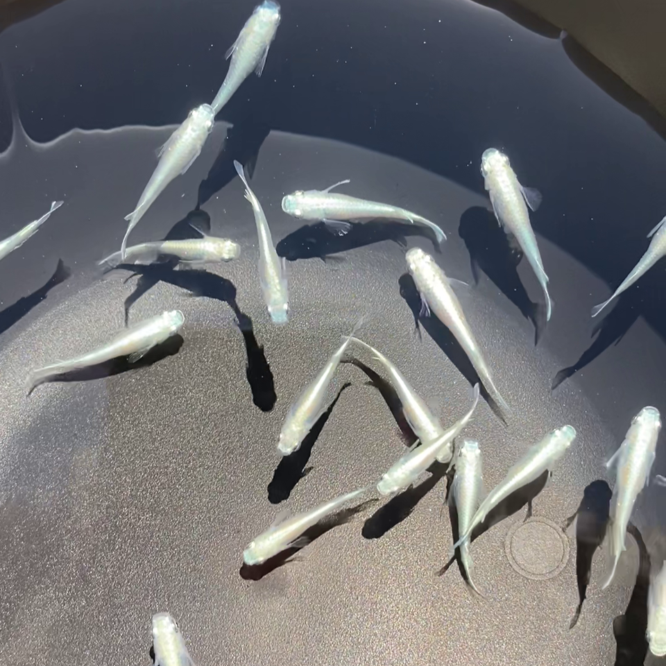 8 Medaka, Platinum Blue Miyuki Japanese Rice Fish, Easy Hardy Aquarium ...