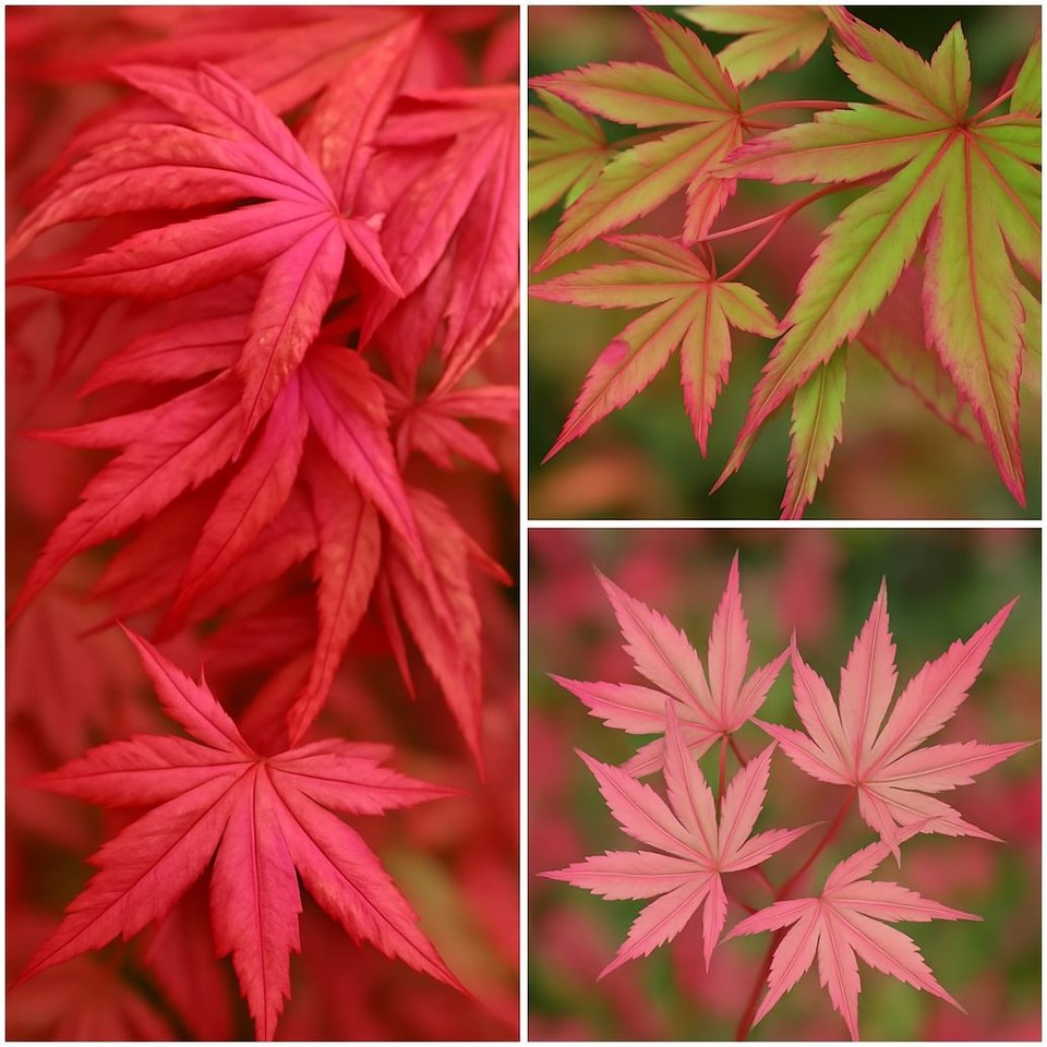 Acer Palmatum 'Phoenix' Japanese Maple Tree | Deciduous Plant | Pot ...
