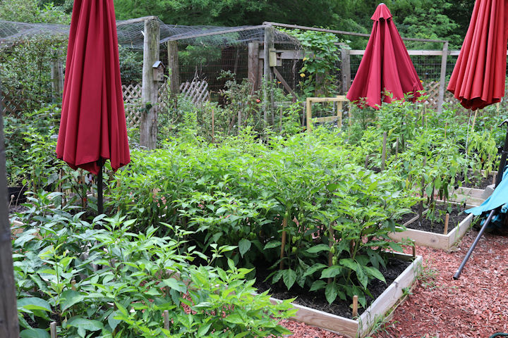 RED ROBIN Dwarf TOMATO Seeds Organically Grown Unique Creek Homestead ...