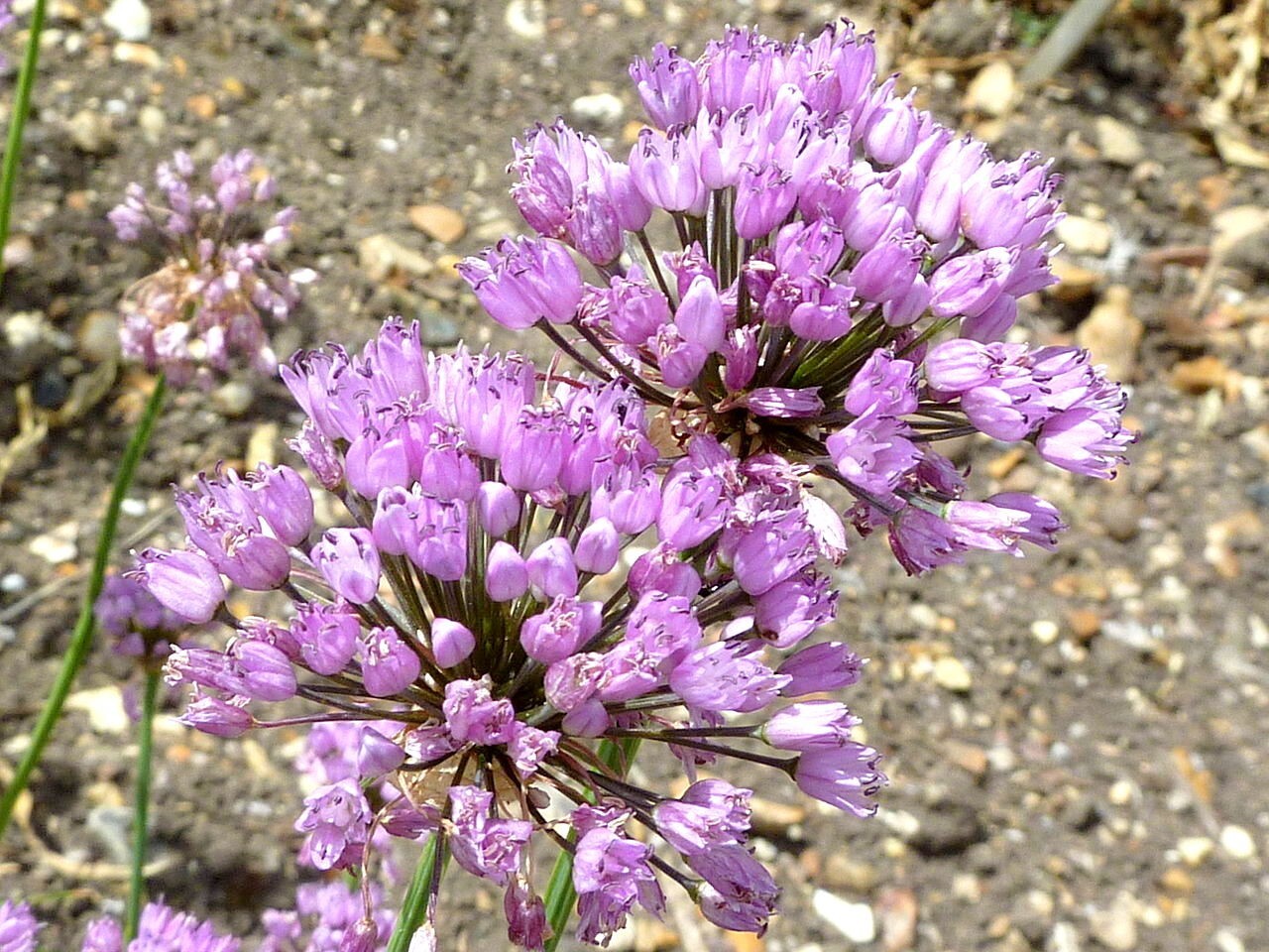 Allium angulosum (The Mouse Garlic) x 20 seeds. | eBay