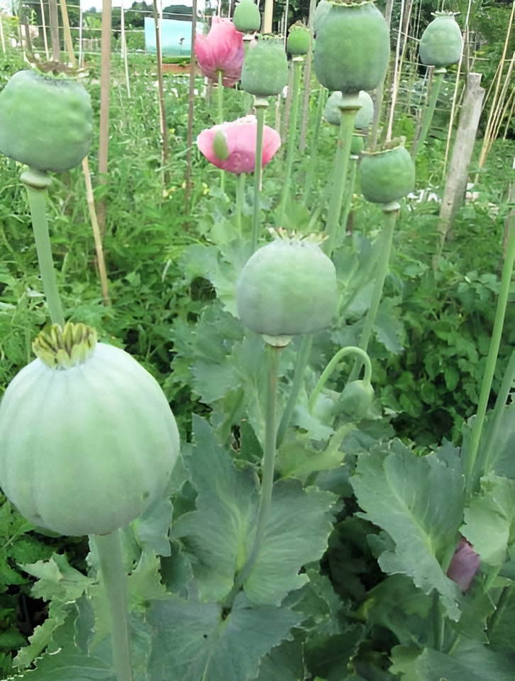 1000 Giant Rattle Poppy Seeds - P. Somniferum - Massive Seed Heads&Huge ...