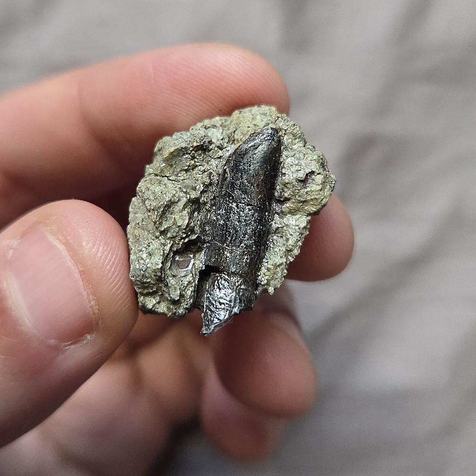 Ultra Rare Sauroposeidon Proteles Sauropod Dinosaur Tooth Fossil ...