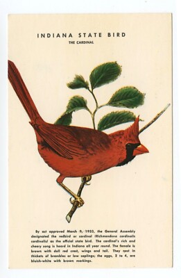 Cardinal Indiana State Bird Postcard | eBay