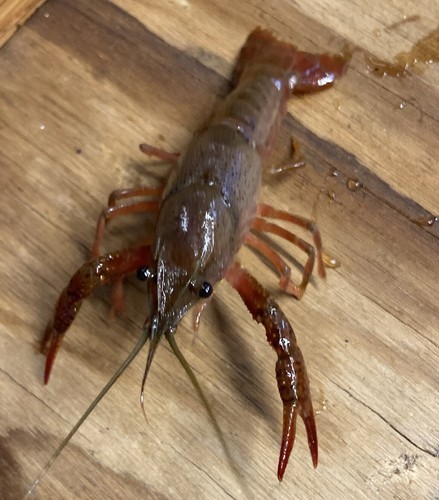 2 Live White River CRAYFISH CRAWFISH CRAWDAD aquarium pond Pet Fish | eBay