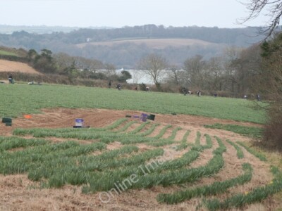 Photo 6x4 Picking daffodils at Nansidwell Bareppa Backbreaking and cold ...