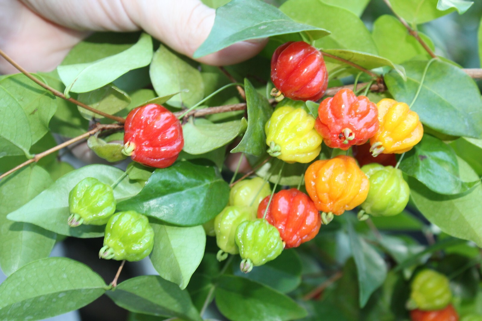Cherry Tree Tropical Cherry Surinam Cherry Eugenia Uniflora Live Fruit ...