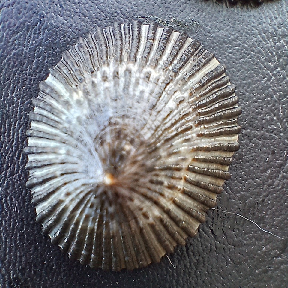 15 A+++ Premium Hawaiian Opihi Limpet Sea Shells | eBay