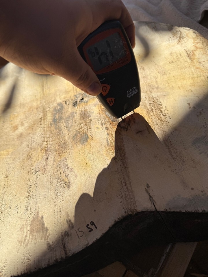 Spalted Sycamore Cookie Live Edge Wood Slab Ref:S9 | eBay UK