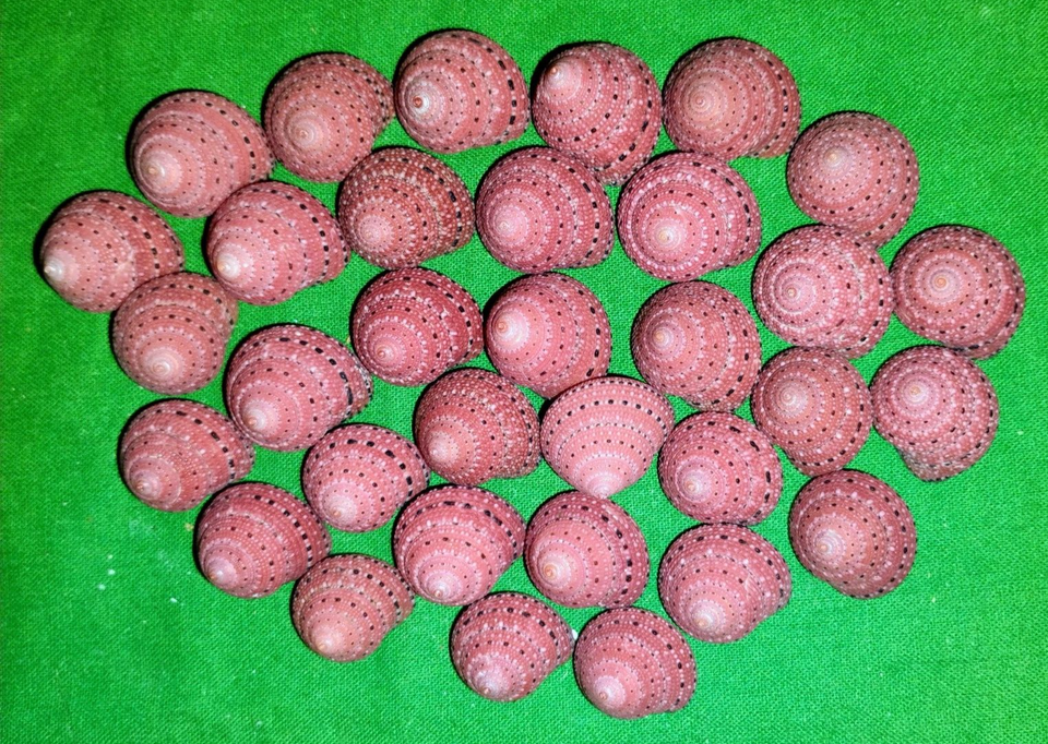 Clanculus puniceus (33 specimens) #M0042 West Indian Ocean 18-22mm | eBay