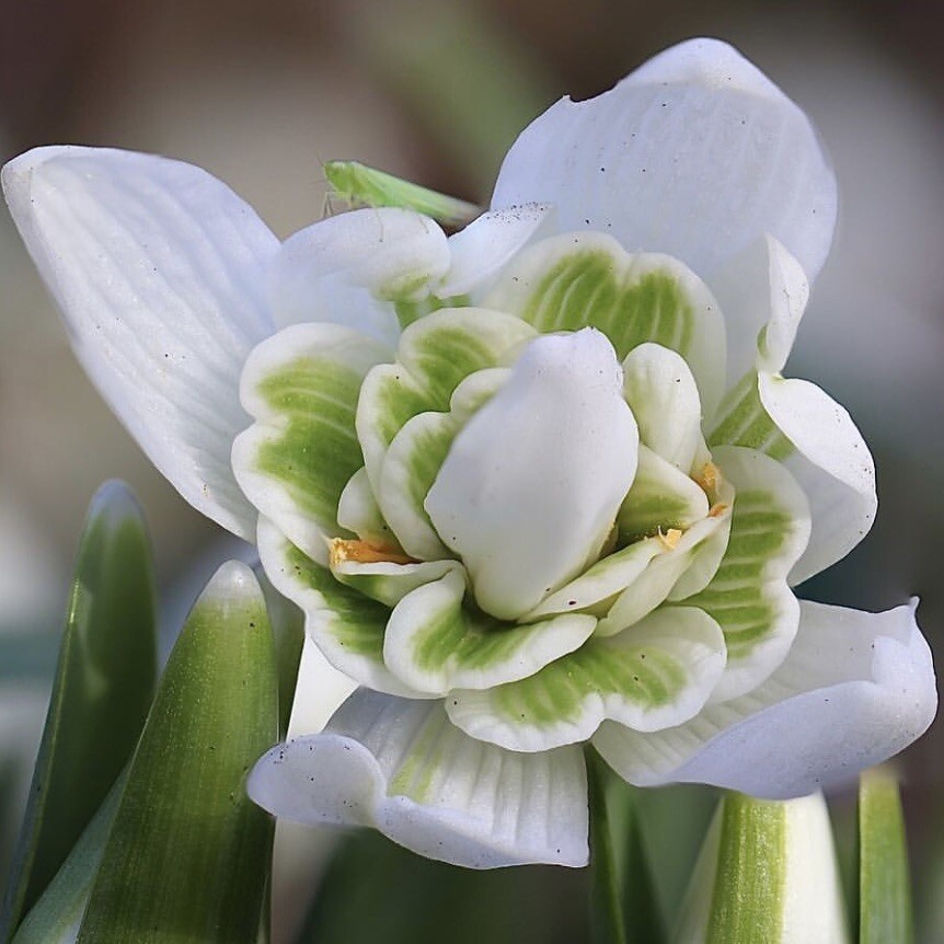 Double Snowdrop Bulbs X100 Galanthus Nivalis Flore Pleno spring ...