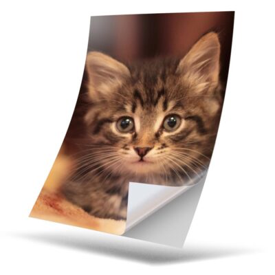 1 x Vinyl Sticker A4 - Tuny Tabby Kitten Cat Pet #15946 | eBay UK