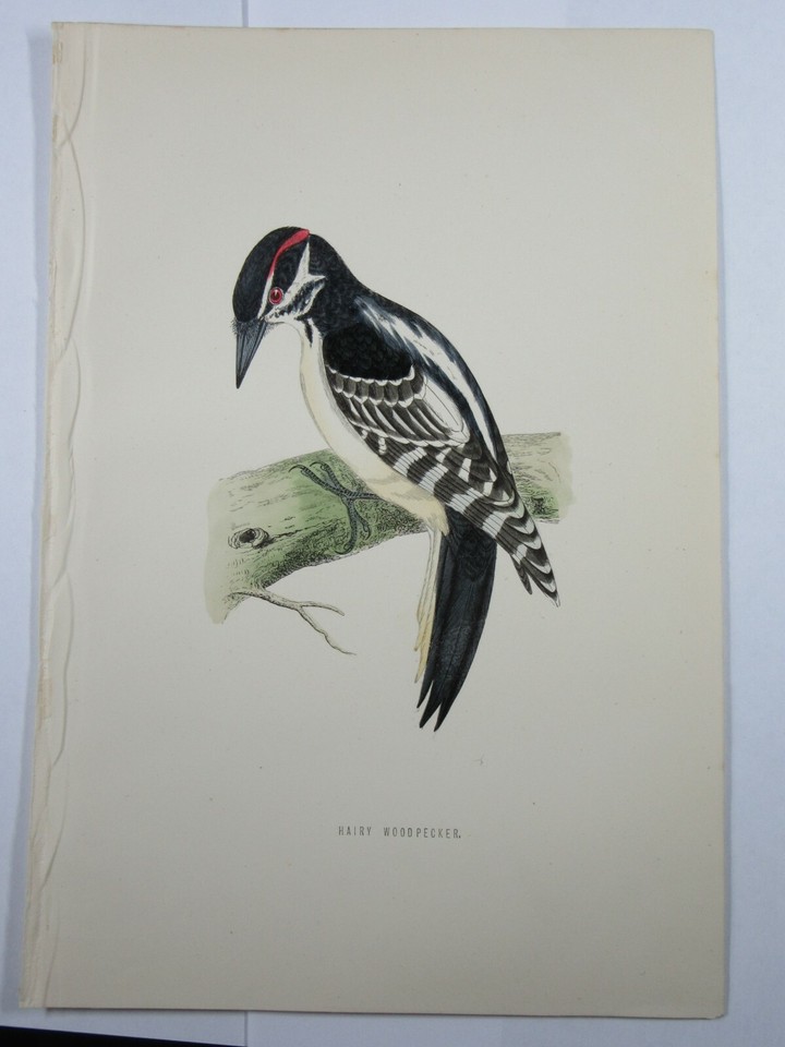 HAIRY WOODPECKER Antique Hand Coloured Bird Engraving Plate - c1860 ...
