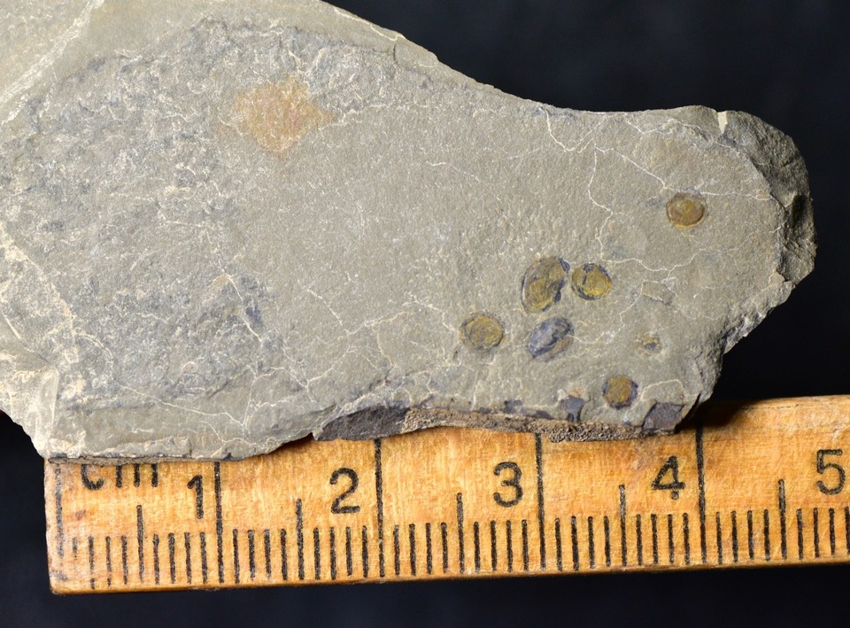 BILLION-YEAR-OLD Chuaria Fossil, Nanfen Formation, Tonian (Precambrian ...
