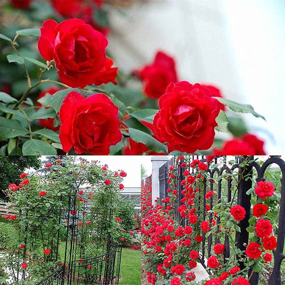 100Pcs Climbing Rose Rosa Multiflora Perennial Fragrant Flower Seeds ...