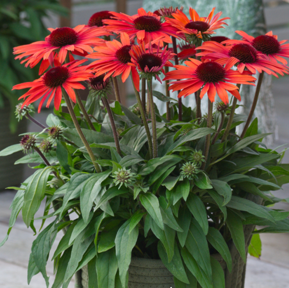 Echinacea Sampler Live Perennial Plants/Plugs, 5 Plants, 5 Unique ...