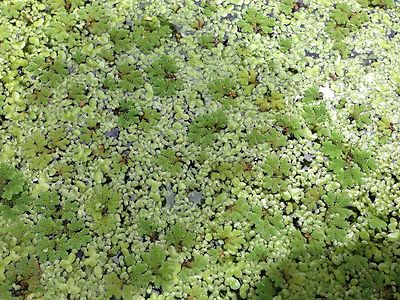 Duckweed + Azolla Mixed - Pond & Aquarium Plants ***BUY 3 GET 1 FREE ...