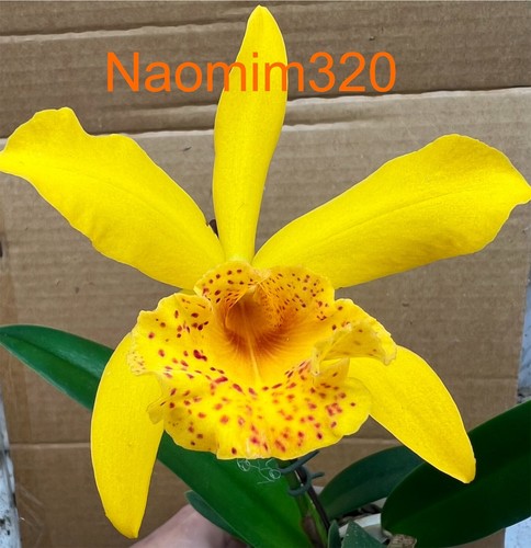 Rby Copper Queen In flower | eBay