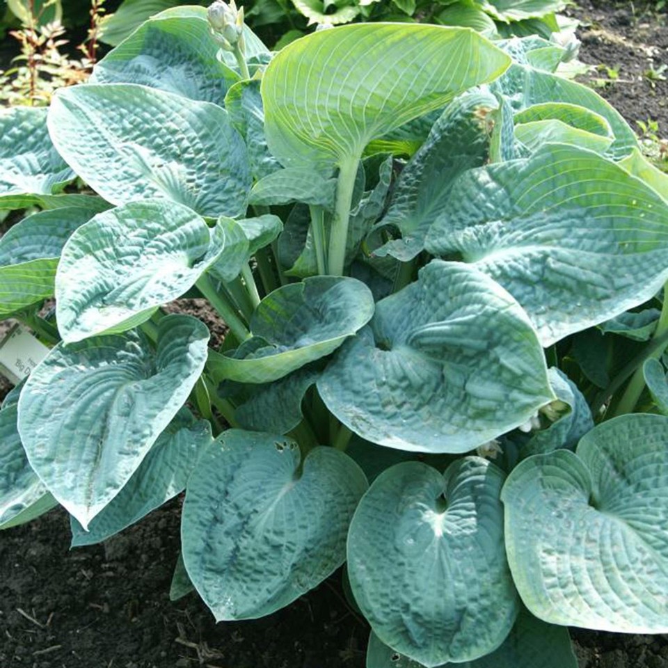 Hosta Big Daddy Plant in a 17cm pot Slug resistant blue Hosta | eBay UK