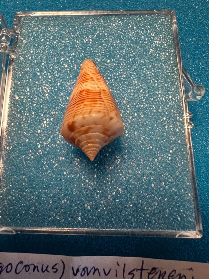 ILLUSTRATED SPECIMEN Conus vanvilstereni - Balabac Isl, Philippines 24 ...