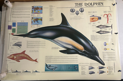 Dolphin Anatomy Diagram Ocean Mammals Structure And Function Diagram