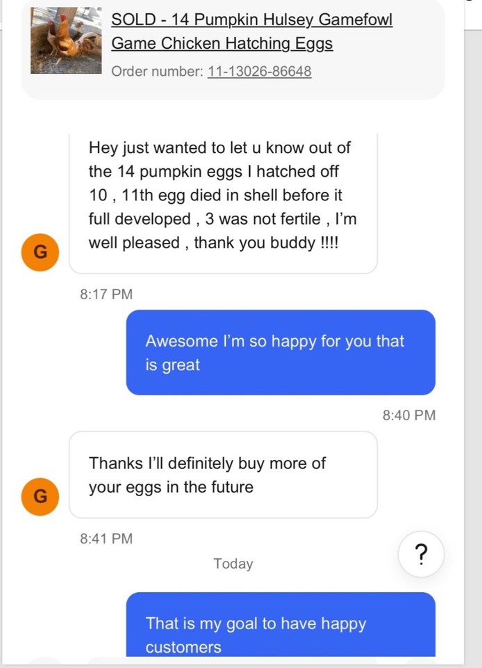 14- 5k Sweater 🔥 Gamefowl Game Chicken Hatching Eggs | eBay