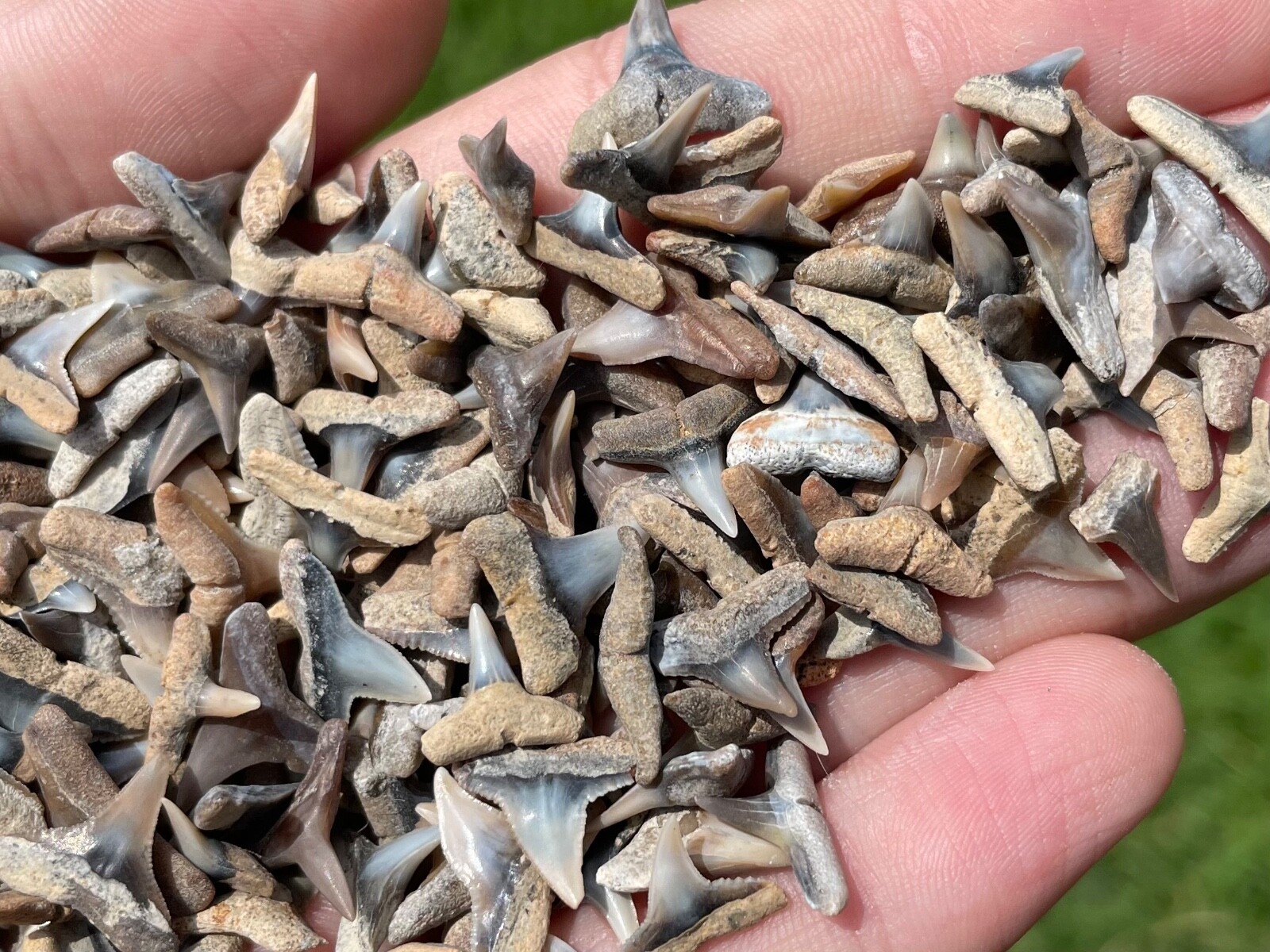 1 Peru Fossil Sharks Tooth Megalodon Age Rare Pliocene Pisco Formation ...