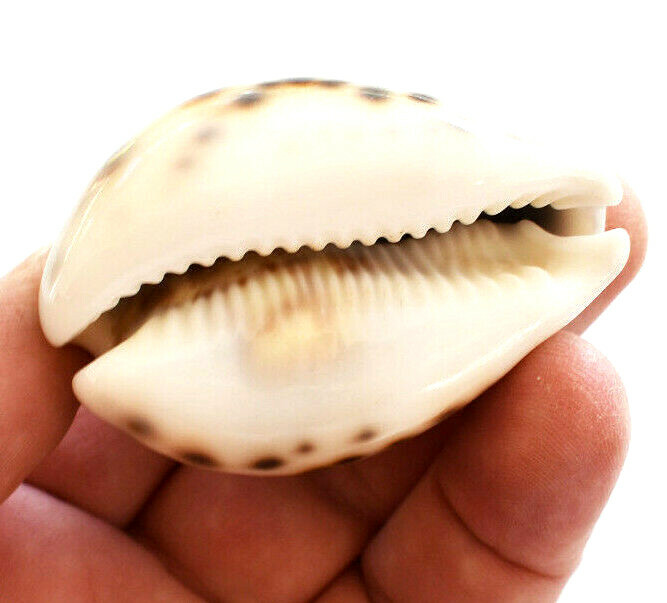 3 Leopard Tiger Cowrie Shell (Cypraea Tigris) 2 1/2" Craft Beach Decor ...