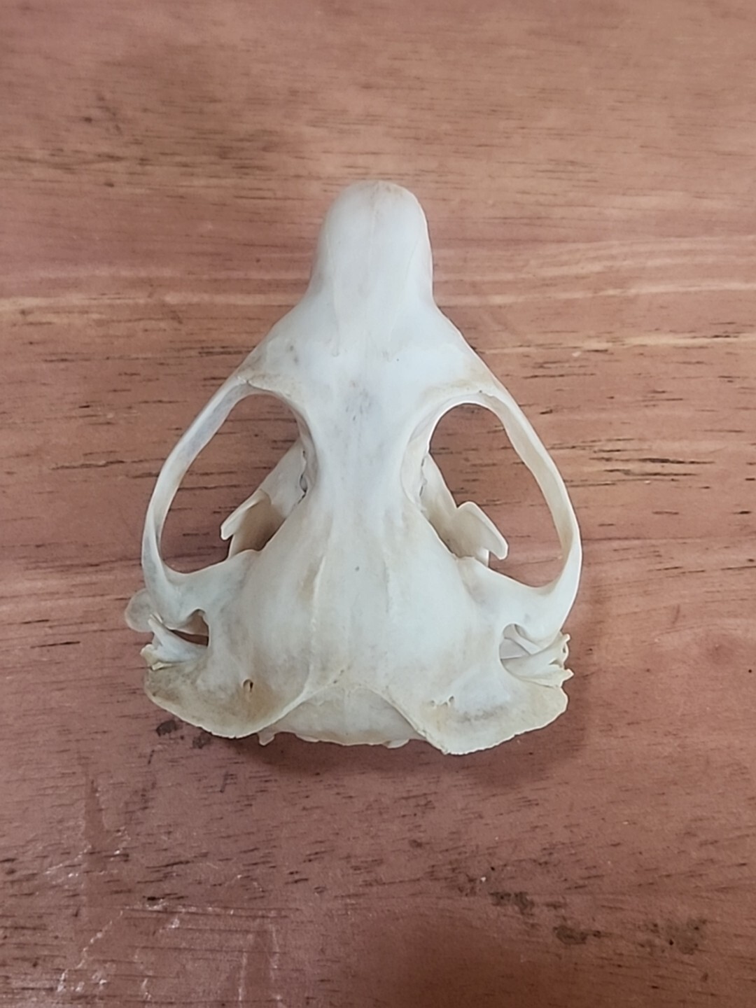 Mountain Beaver Skull