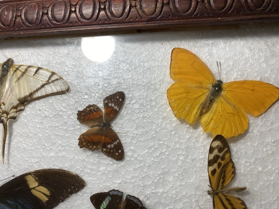 REAL Taxidermy Butterfly Insect Specimen Case | eBay