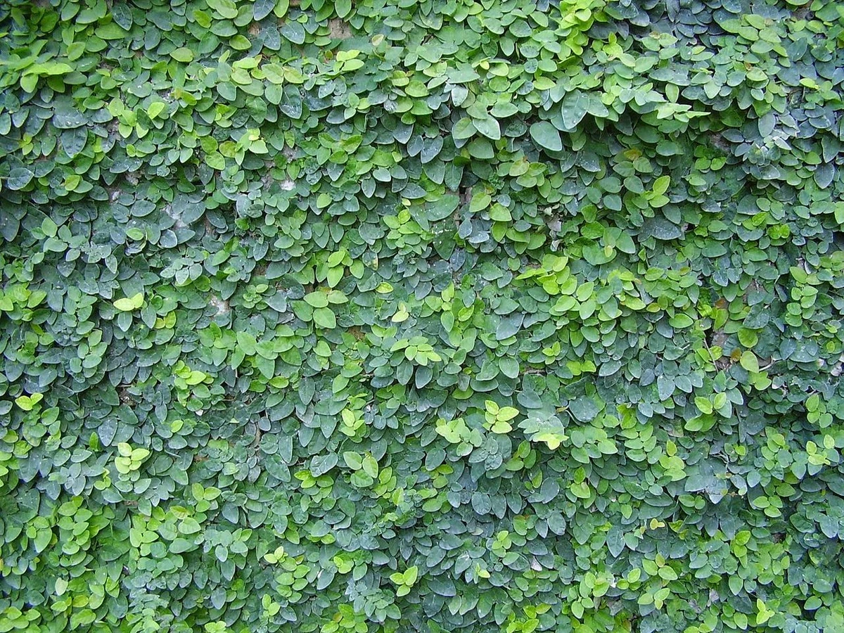 Ficus Pumila, Ficus Repens, Climbing Fig, Creeping Fig, 43% OFF