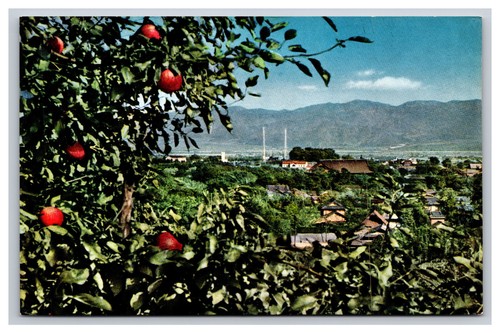 The Nagano Apples, Nagano Japan Postcard | eBay