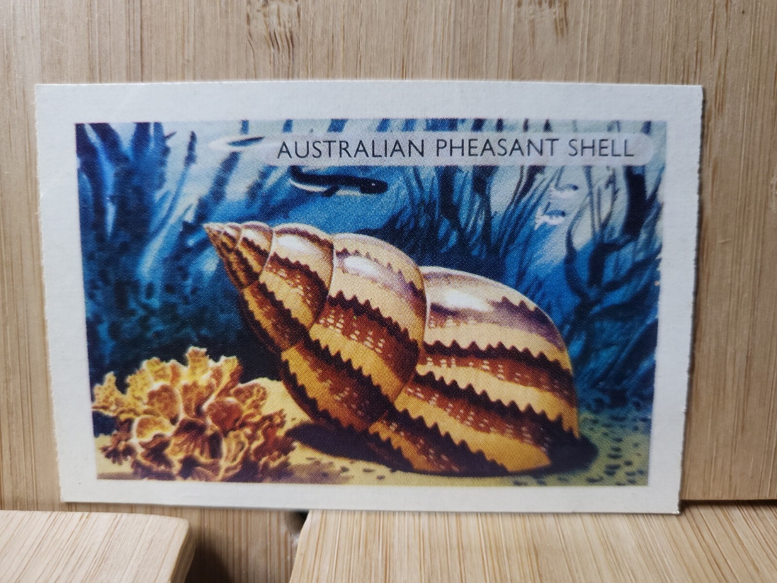 Shell Project Cards SHELLS FISH & CORAL🏆#103 AUSTRALIAN PHEASANT S 1960 ...