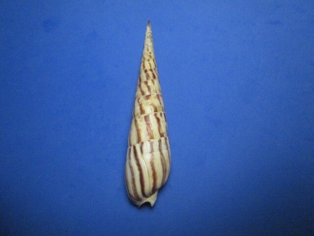Terebra strigata Sowerby, 1825 "GIANT!" (127.6mm) | eBay