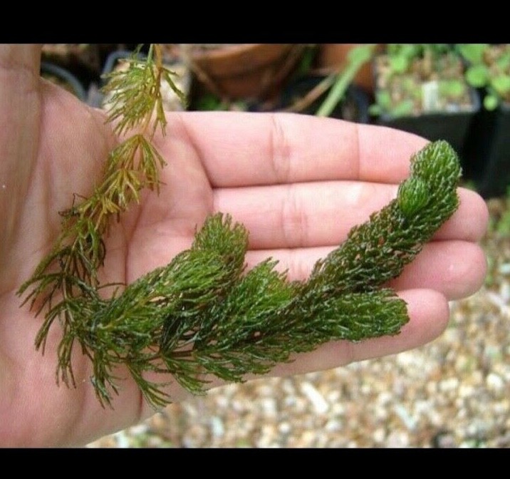 *BUY 2 Get 1 FREE* Hornwort Coontail Live Fish Tank Plants Aquarium ...