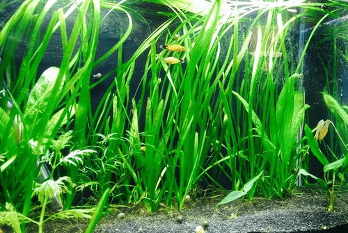 6 Plants Jungle Vals Vallisneria Live Freshwater Aquarium Plants ...