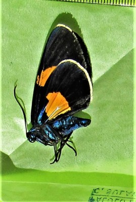 Beautiful Day Flying Moth Milionia celebensis Folded FAST FROM USA | eBay