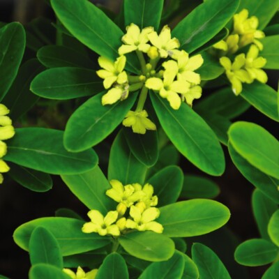 Daphne Hardy Shrub Flowering Garden Plant 'Royal Crown' 1 or 2 x 9cm ...