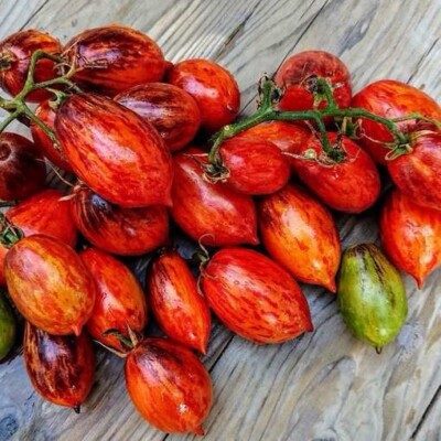 Shadow Boxing Dwarf Paste Sauce Tomato Seeds! Small Plants, Rare And ...