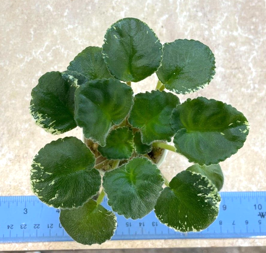 African Violet Plant -VaT- AMAZONKA ~ variegated standard | eBay